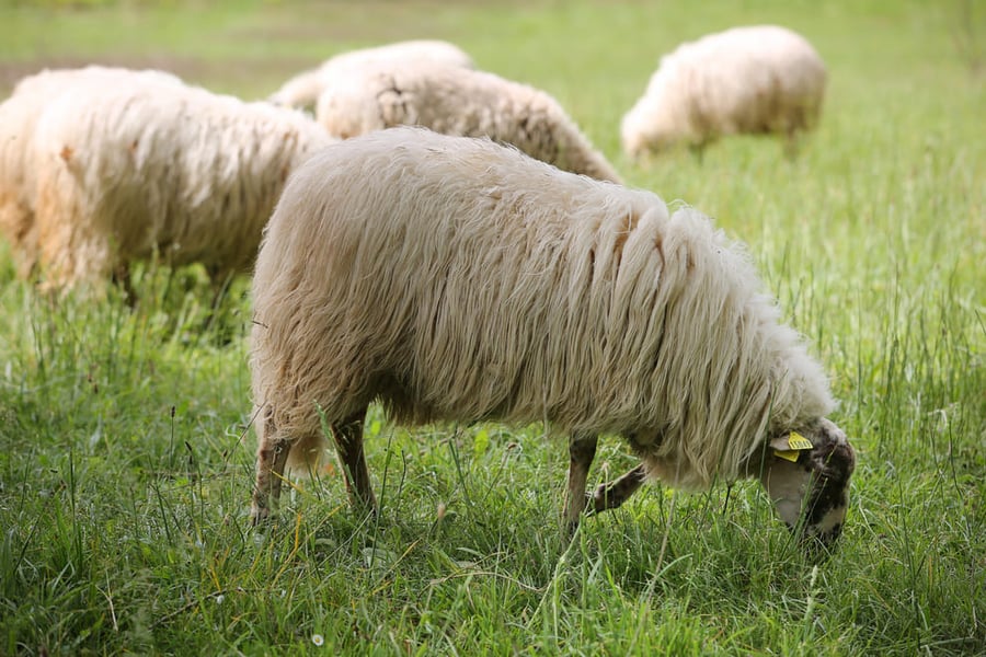 Oestrus ovis biology